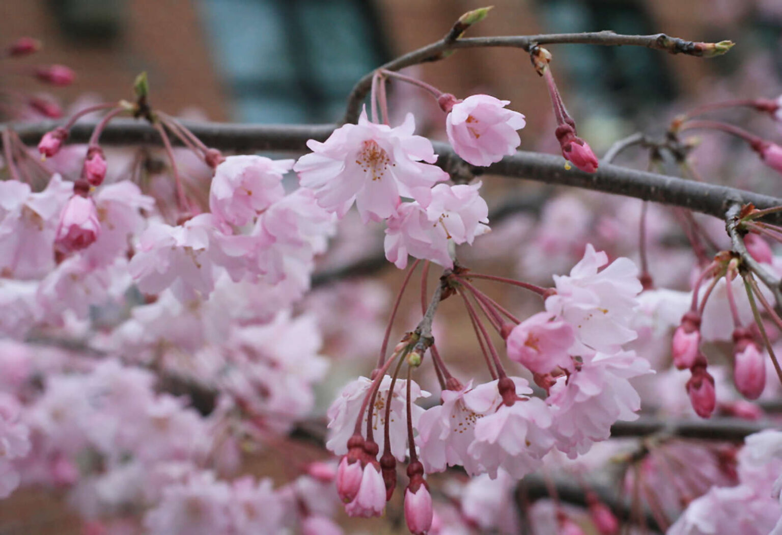 Cherry blossom events arrive with spring starting this week in Old Town ...