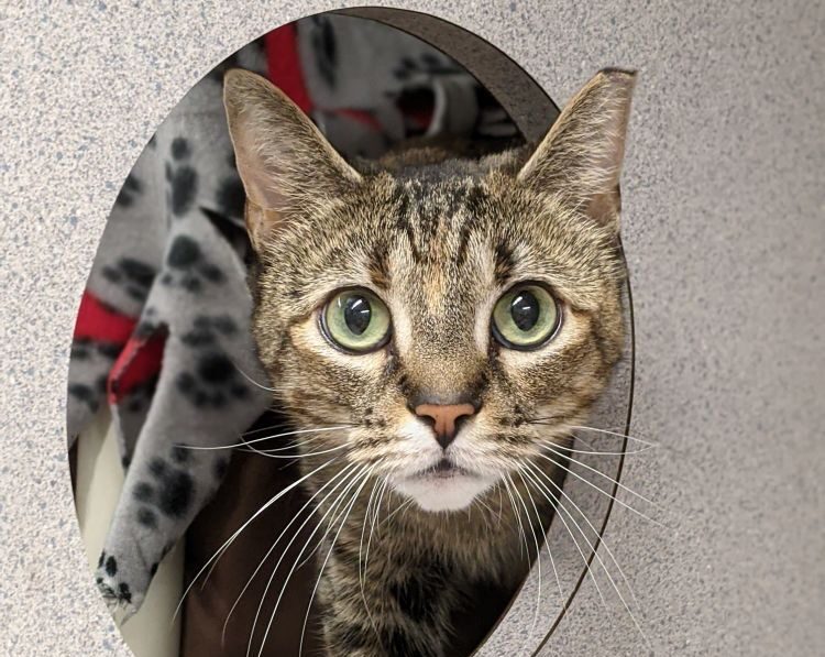 Adoptable Darcy needs a new dream house | ALXnow