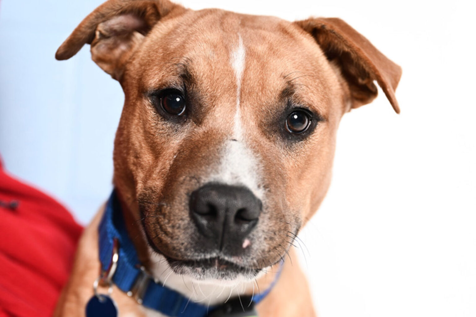 Meet your new best friend: Sammy | ALXnow