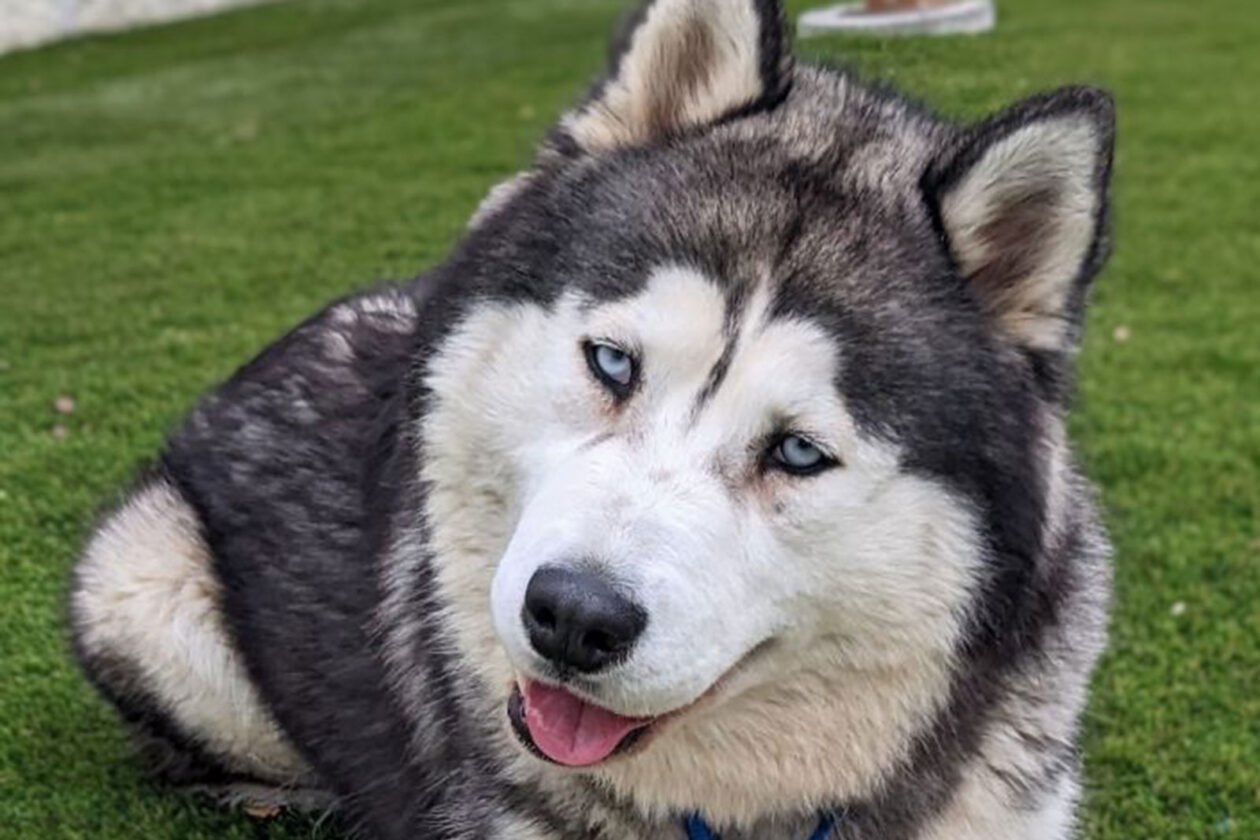 Meet the adorable and goofy Jason! | ALXnow