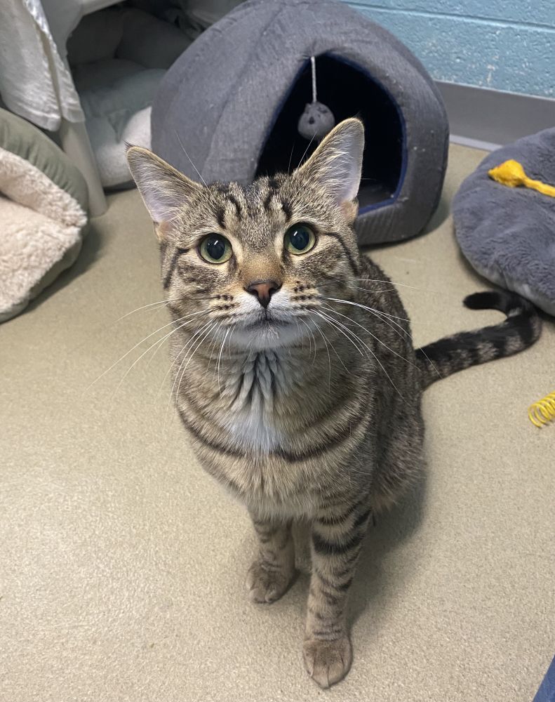 Warm up your home with Winter: This sweet and social cat is ready to be ...