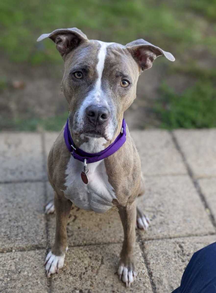 She knows sit, paw, and how to steal your heart: Meet Molly | ALXnow