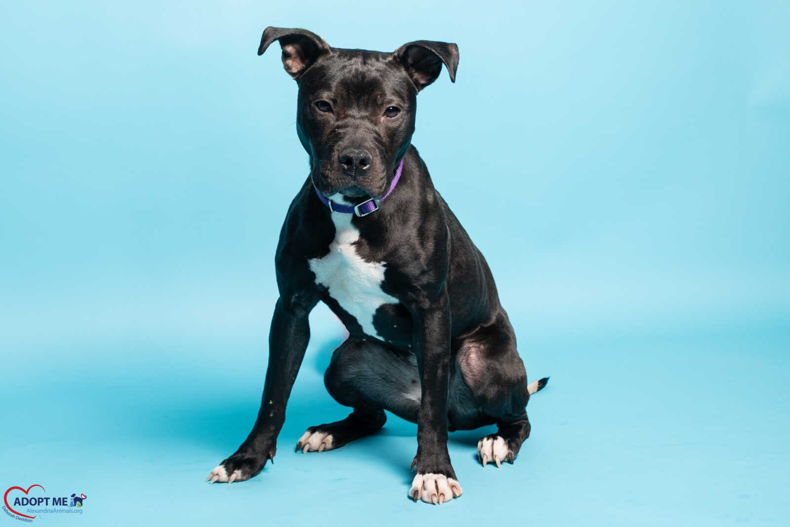 Adoptable Dog of the Week: Meet Connie, the playful pup still looking ...