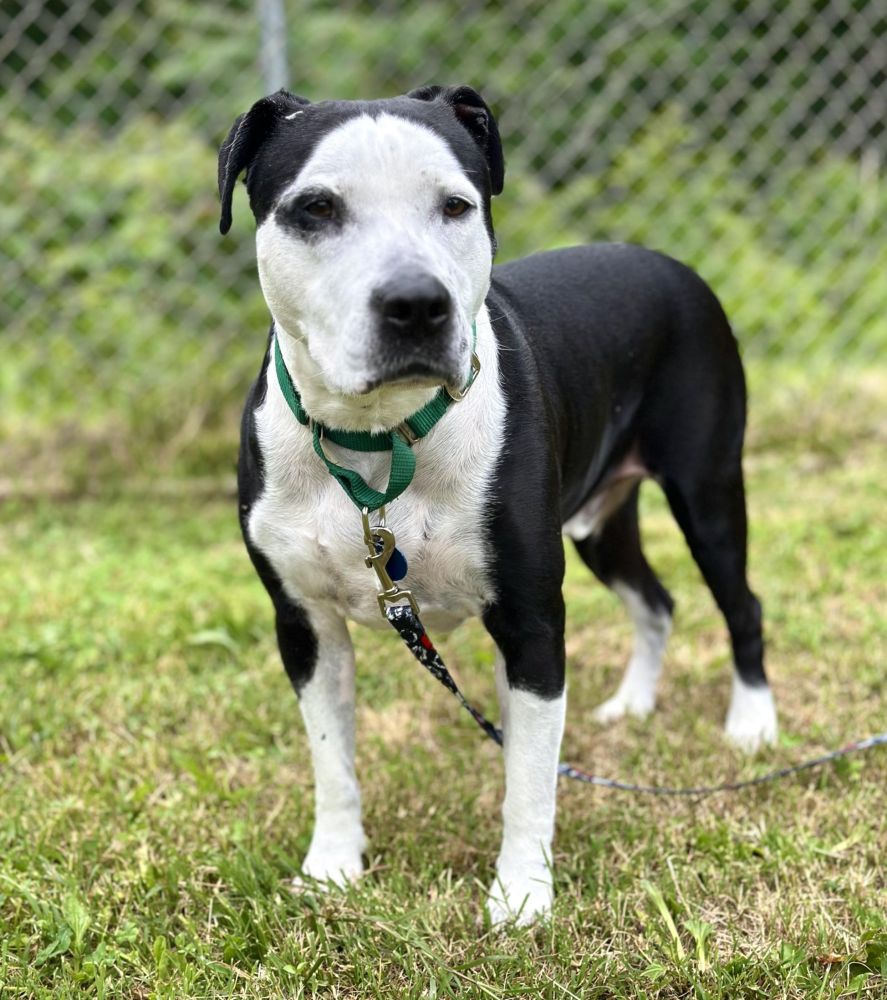 Adoptable Dog of the Week: Abi is ready to be your new best friend | ALXnow