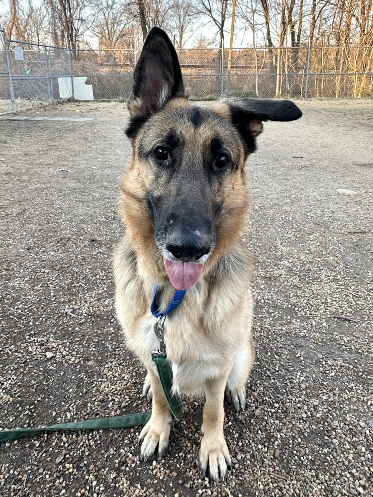 Adoptable Dog of the Week: Max seeks loyal companion for cuddles, belly ...