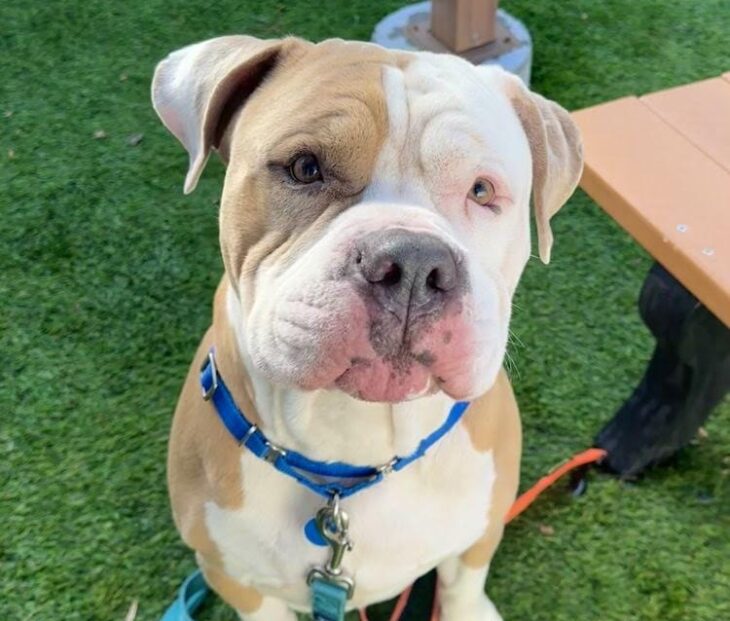 Adoptable Pet of the Week: Diesel, a dog ‘full of love and curiosity ...
